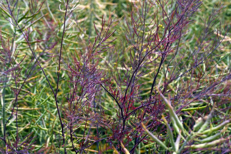 Sebforrasztó zsombor