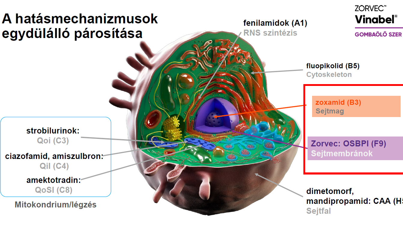 Zorvec™ Vinabel® - A PERONOSZPÓRA rémálma