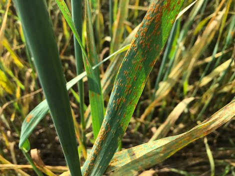 Kalászos - vörös rozsda