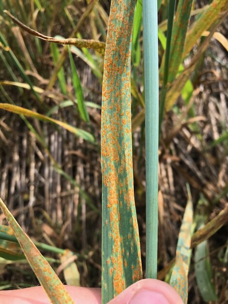 Kalászos - vörös rozsda