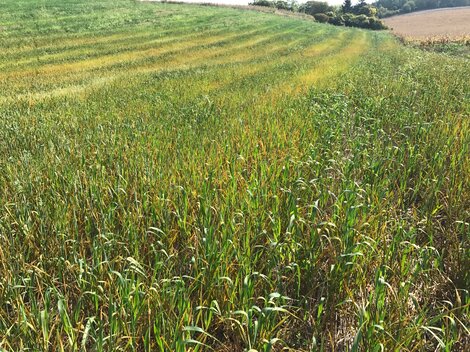 Kalászos - vörös rozsda