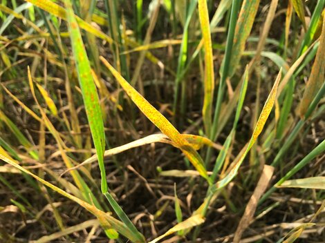 Kalászos - vörös rozsda